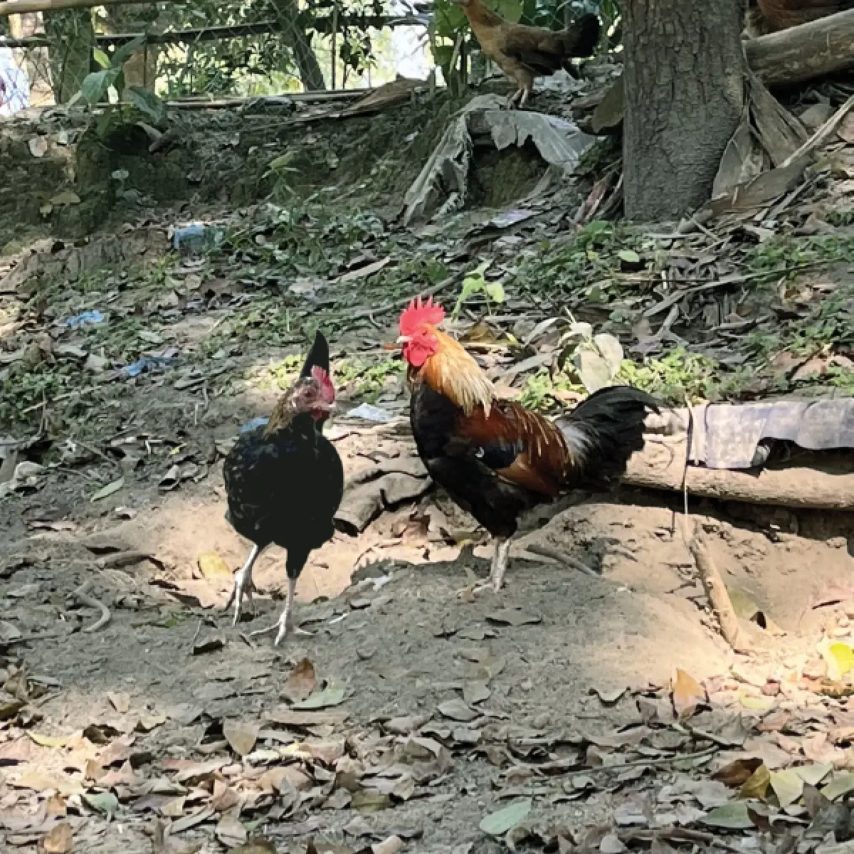 Deshi Chicken (Dressed) -600 gm